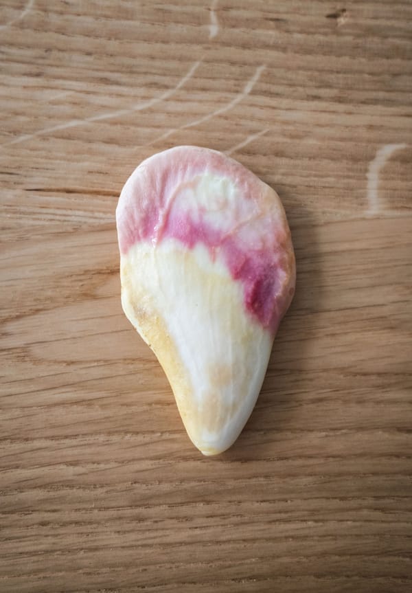 How To Grow a Mango Seed